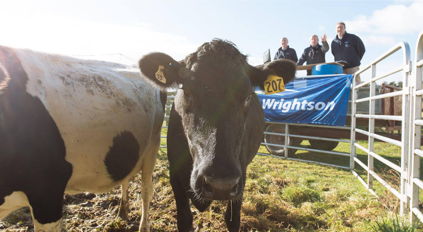 Dairy beef demand holding steady | PGG Wrightson